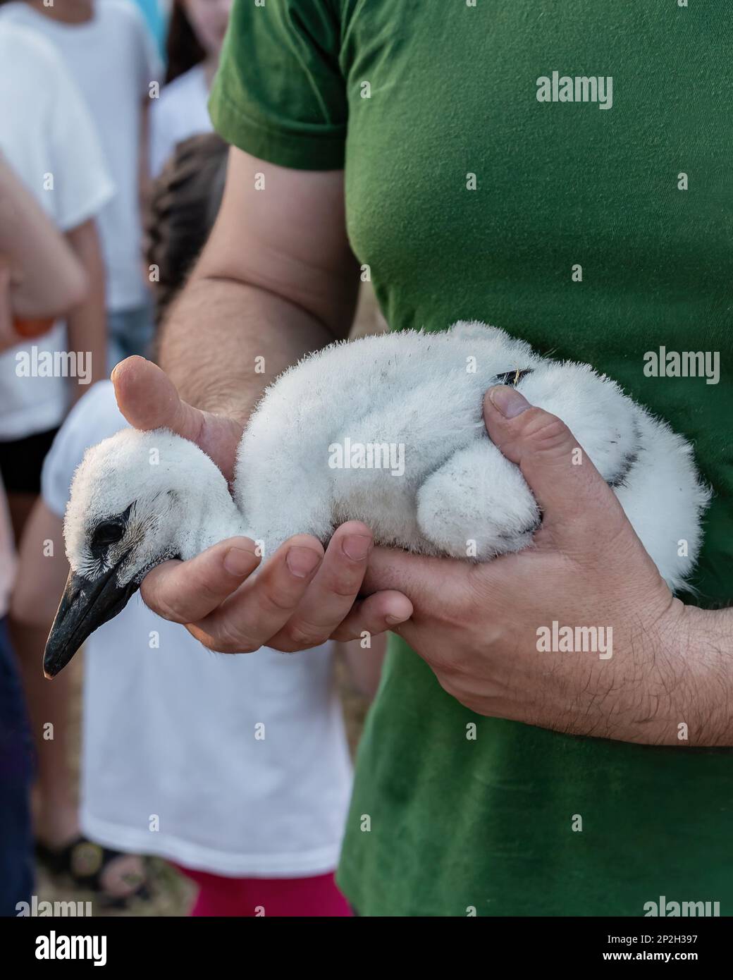 European White stork Ciconia Ciconia is the symbol of bird migration ...