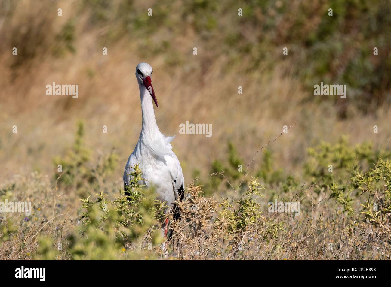 European White stork Ciconia Ciconia is the symbol of bird migration ...