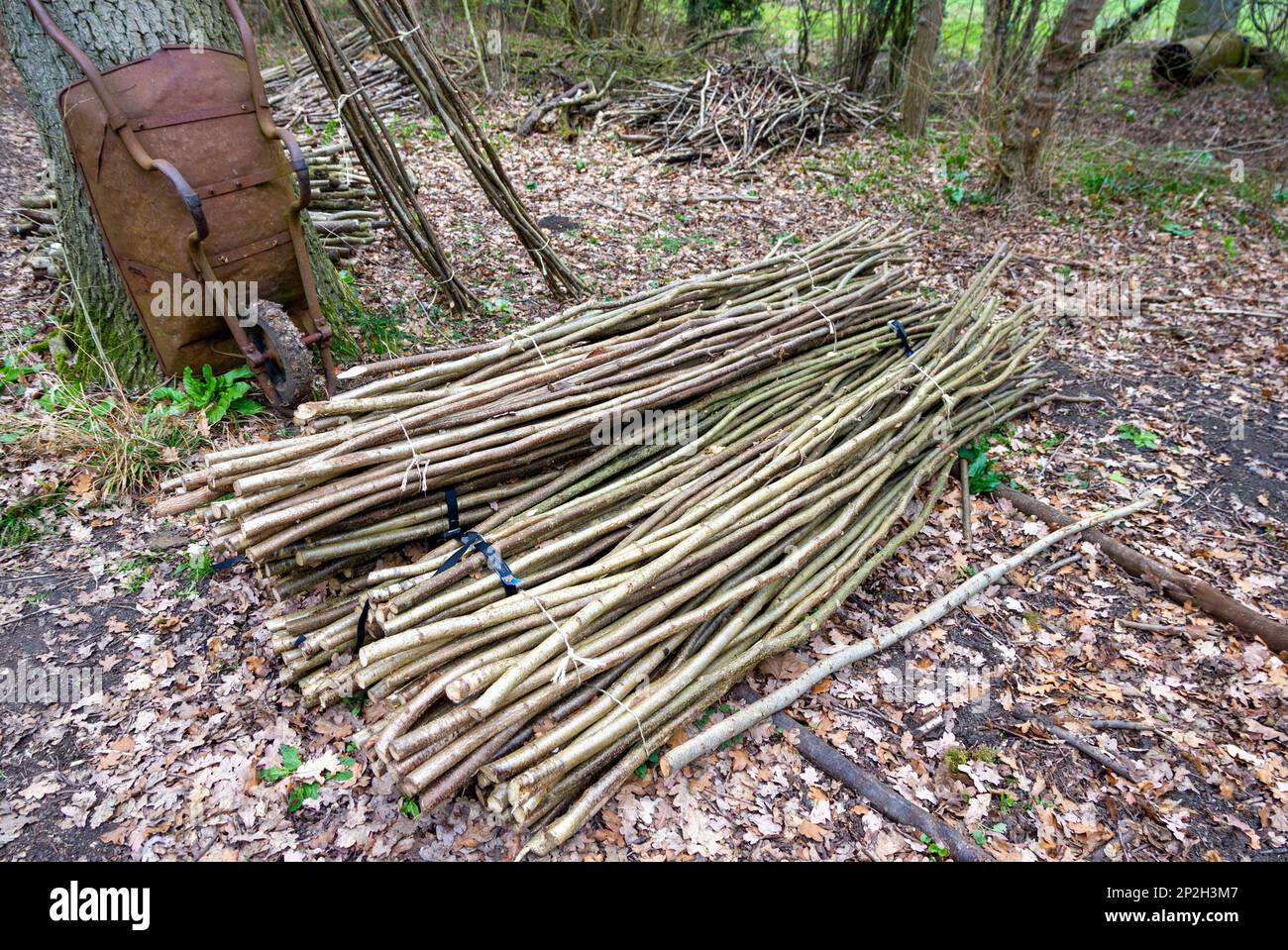 Poles coppice nature reserve hi-res stock photography and images - Alamy