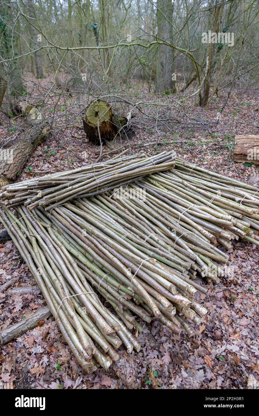 Coppicing hi-res stock photography and images - Alamy