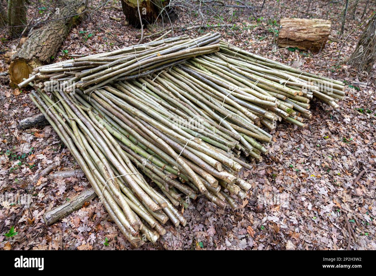 Coppicing hi-res stock photography and images - Alamy