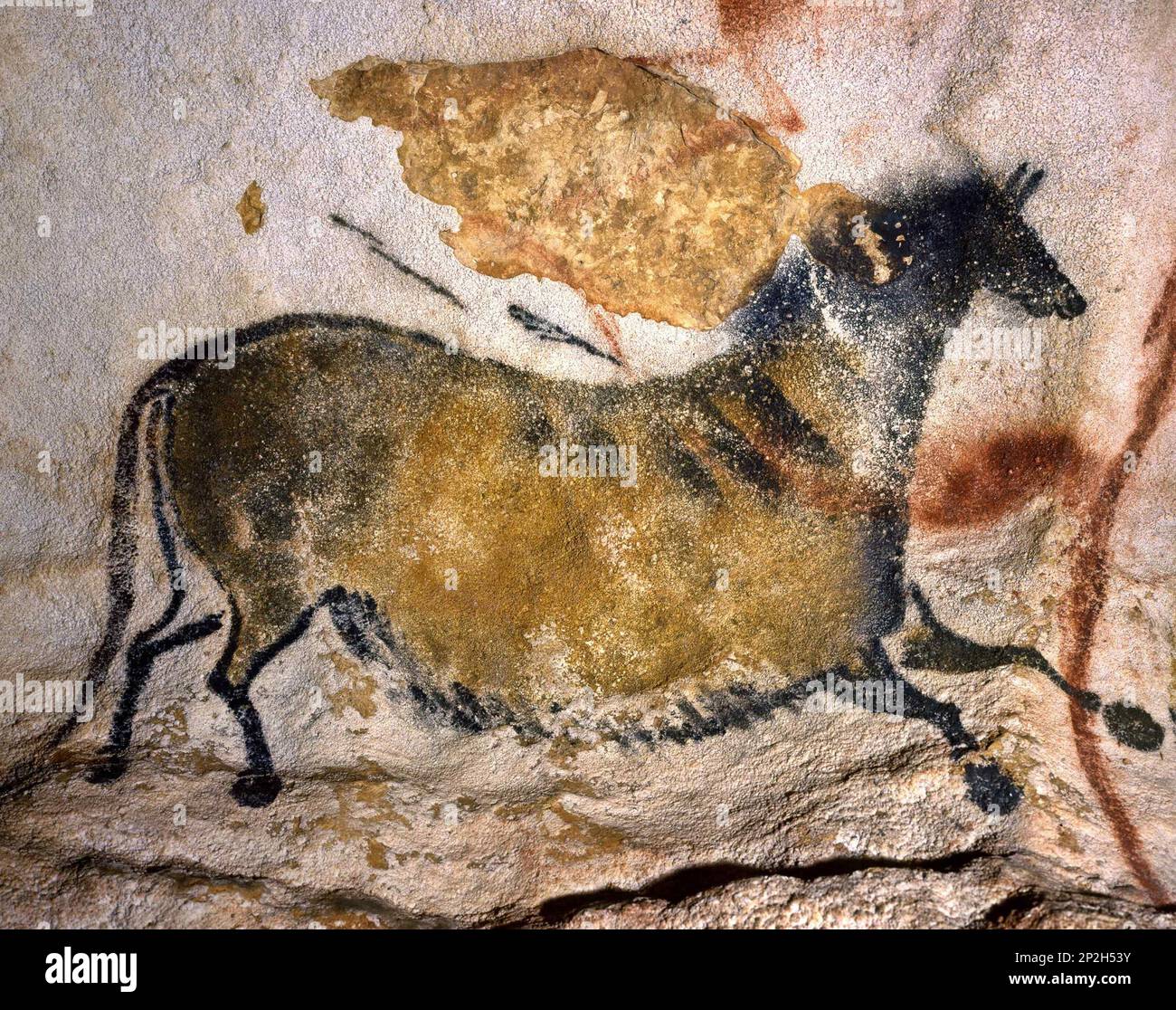 Chinese horse. Caves painting of Lascaux, ca 16.000-15.000 BC. Found in ...