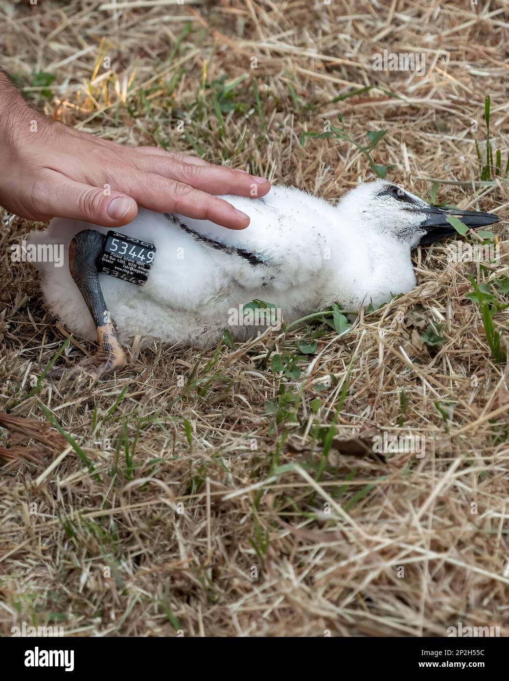 European White stork Ciconia Ciconia is the symbol of bird migration ...