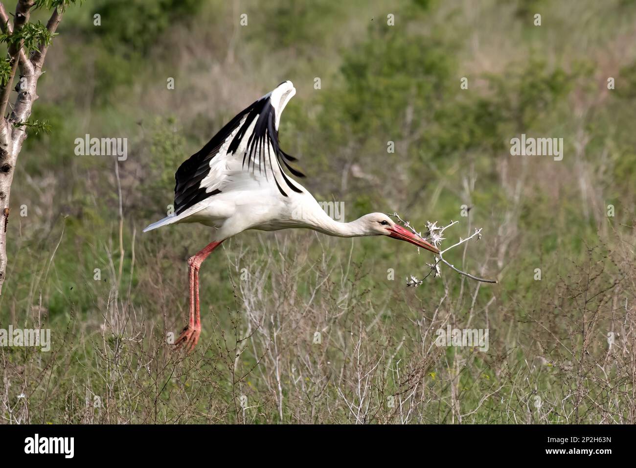 European White stork Ciconia Ciconia is the symbol of bird migration ...