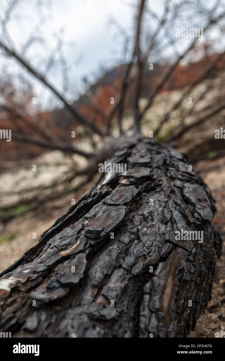 Dadia forest Restoration and Regrowth After Wildfire Stock Photo - Alamy