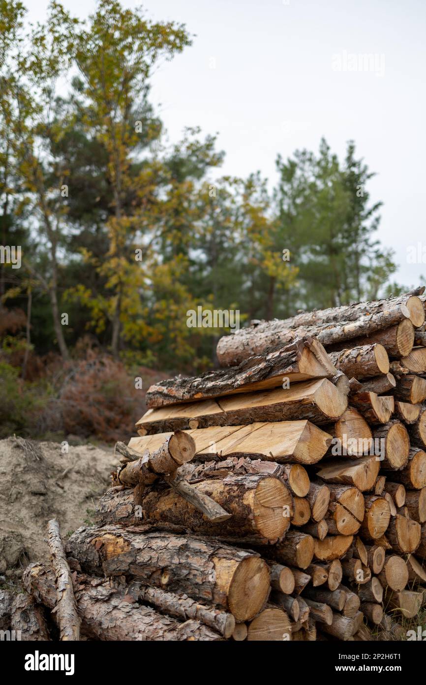 Hardwoods cutten from the forest for the fireplace Stock Photo - Alamy