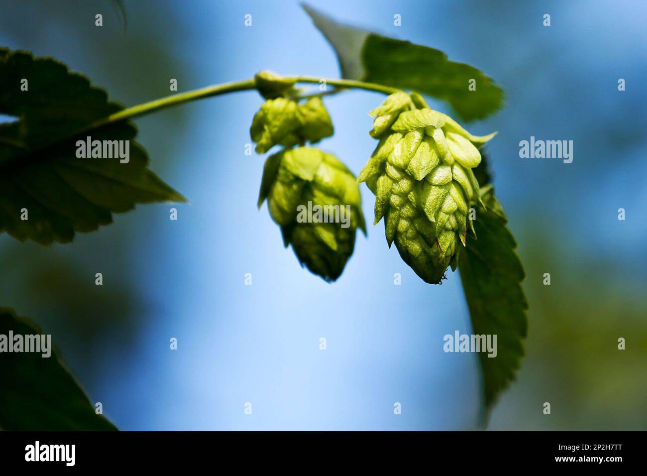 This Wednesday, Aug. 19, 2015 photo shows cones from a hops plant at ...