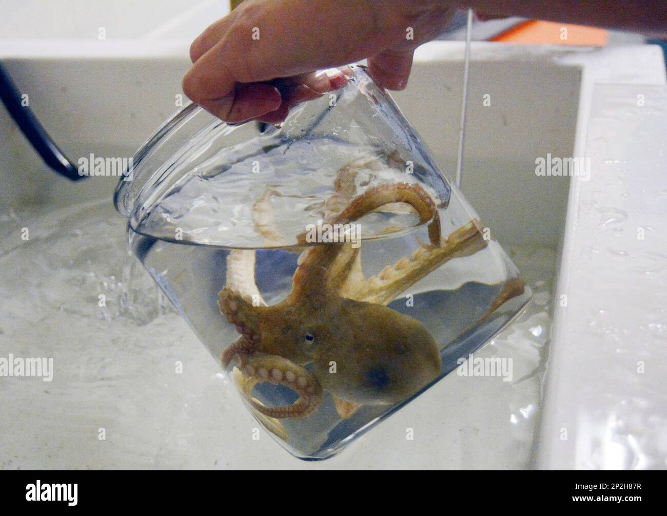 In this Aug. 5, 2015 photo, undergraduate student Taylor Grace collects ...