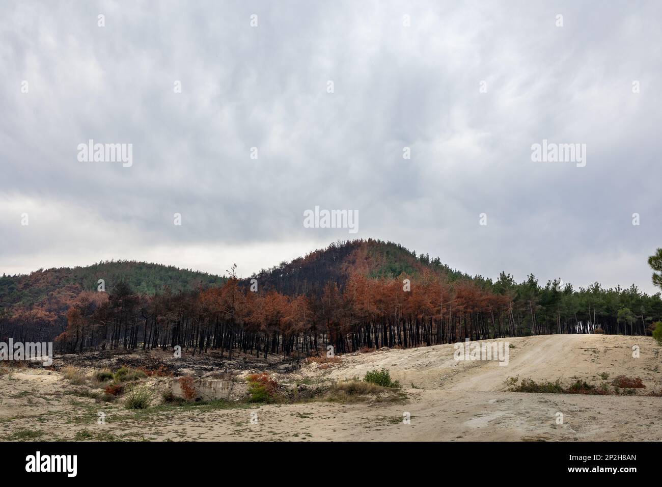 Dadia forest Restoration and Regrowth After Wildfire Stock Photo - Alamy