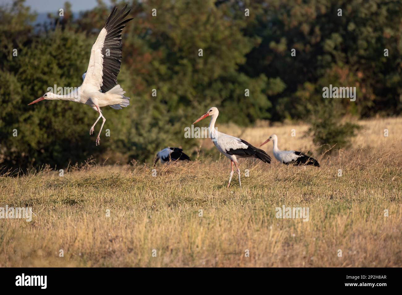 European White stork Ciconia Ciconia is the symbol of bird migration ...