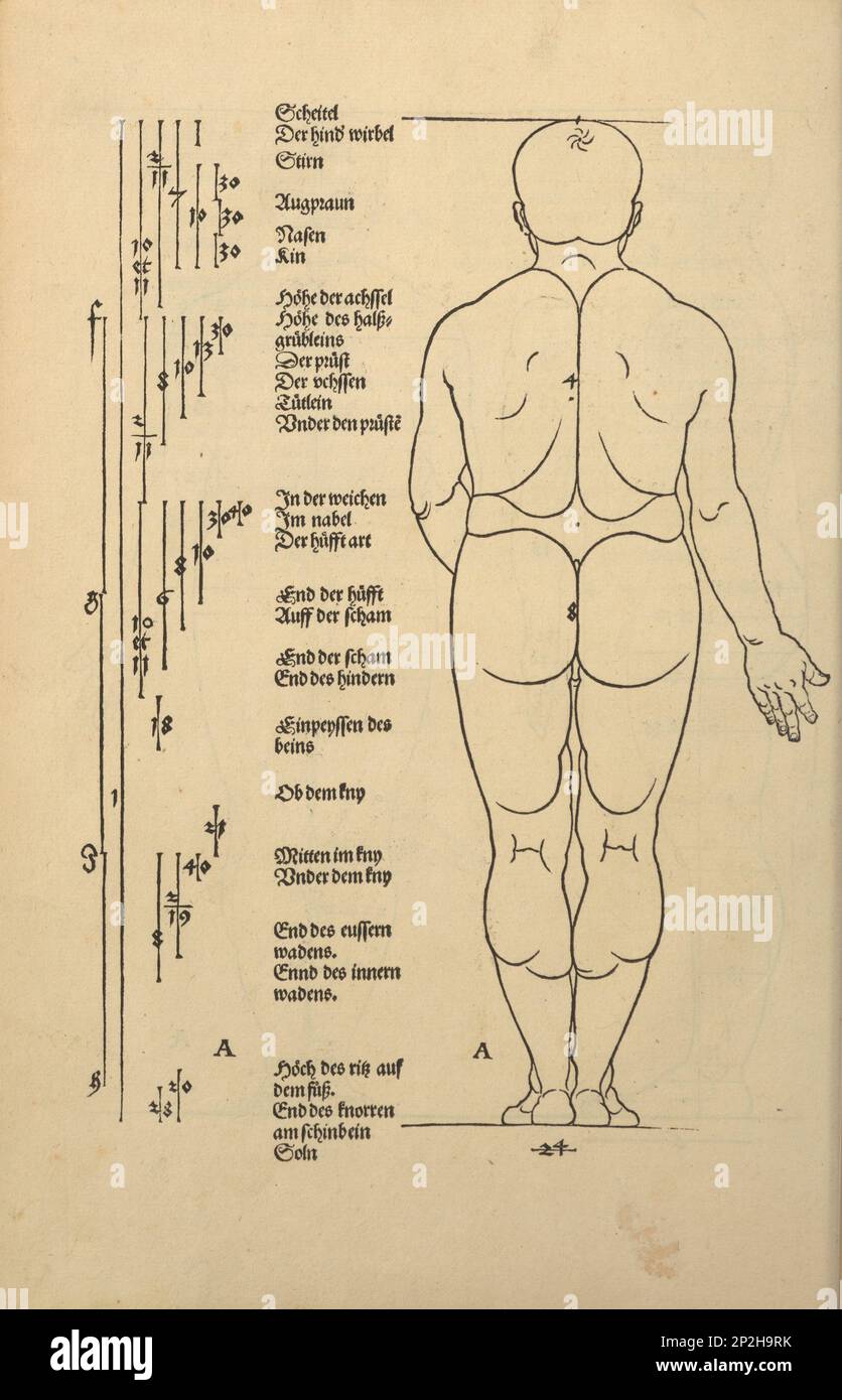 Illustration from the Four Books on Human Proportion, 1528. Private ...