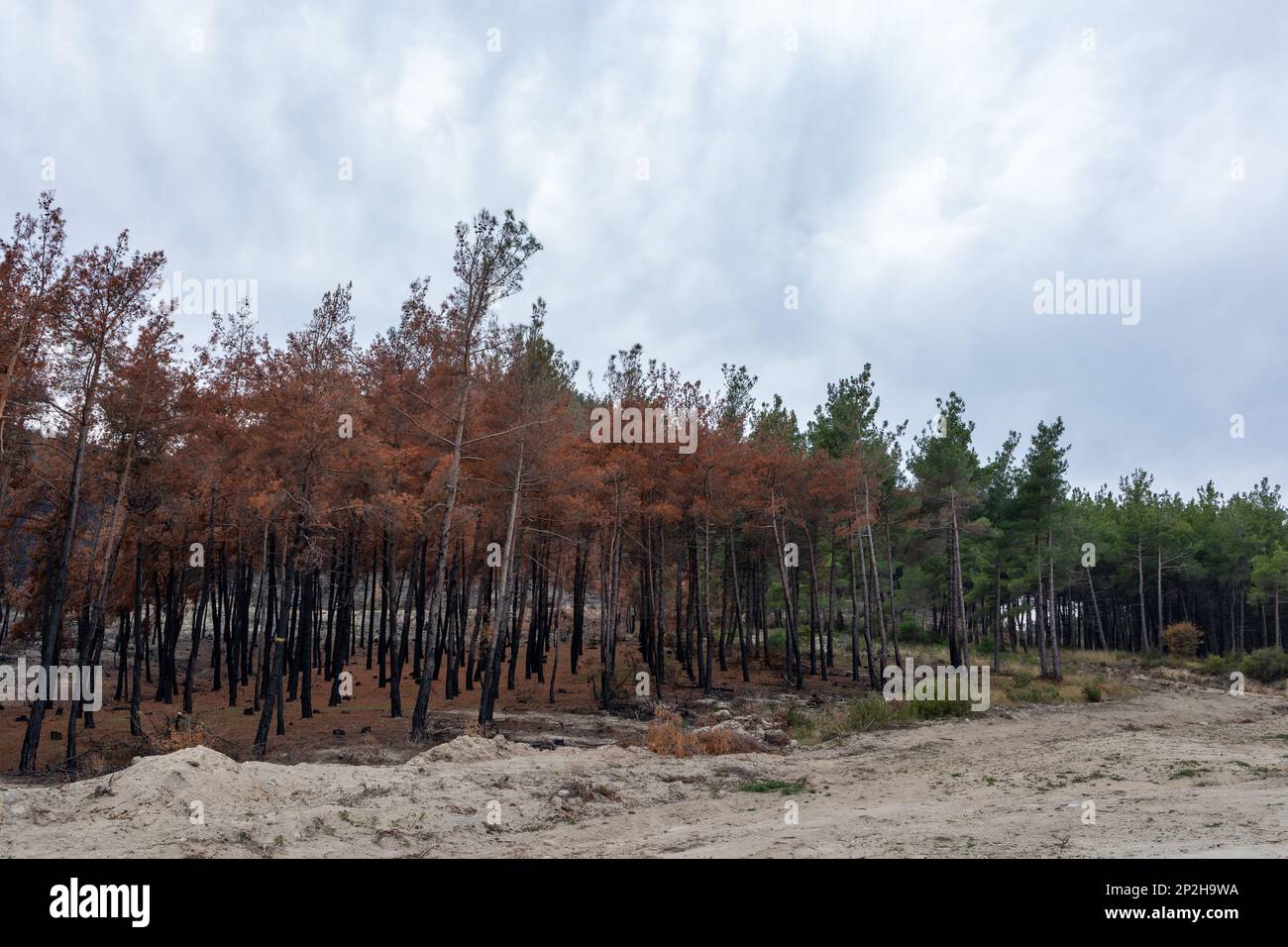 Dadia forest Restoration and Regrowth After Wildfire Stock Photo - Alamy