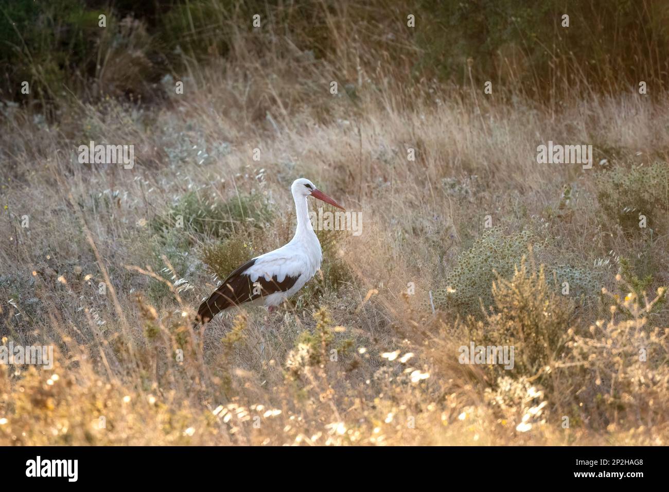 European White stork Ciconia Ciconia is the symbol of bird migration ...
