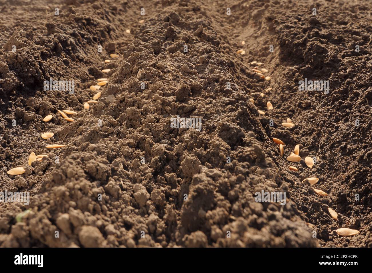 Seedbed. Furrow. Planting crops sowing field arable land. Seeds in open ...