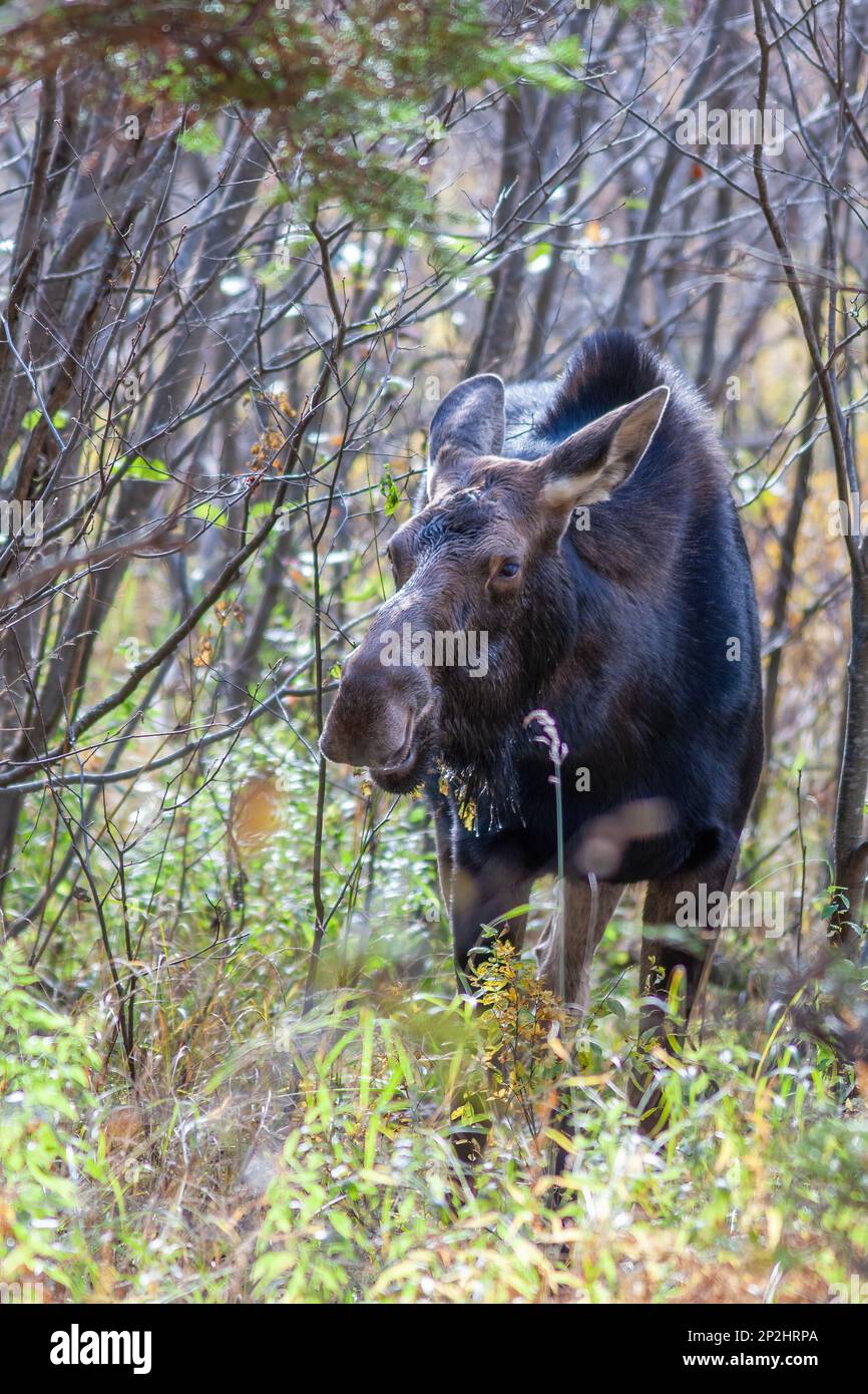 Female moose (in North America) or elk (in Eurasia) (Alces alces) in ...