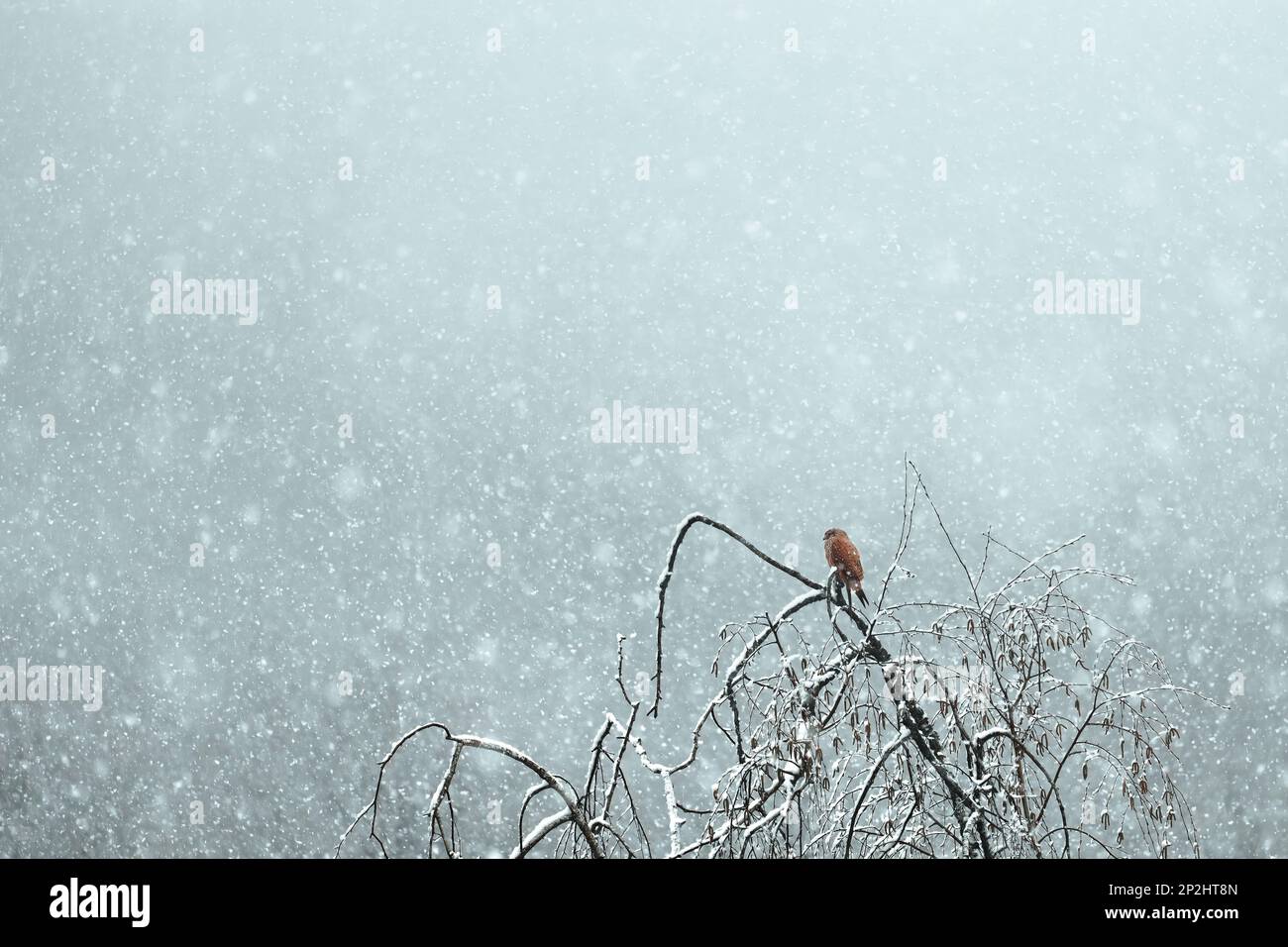 Snow falke hi-res stock photography and images - Alamy