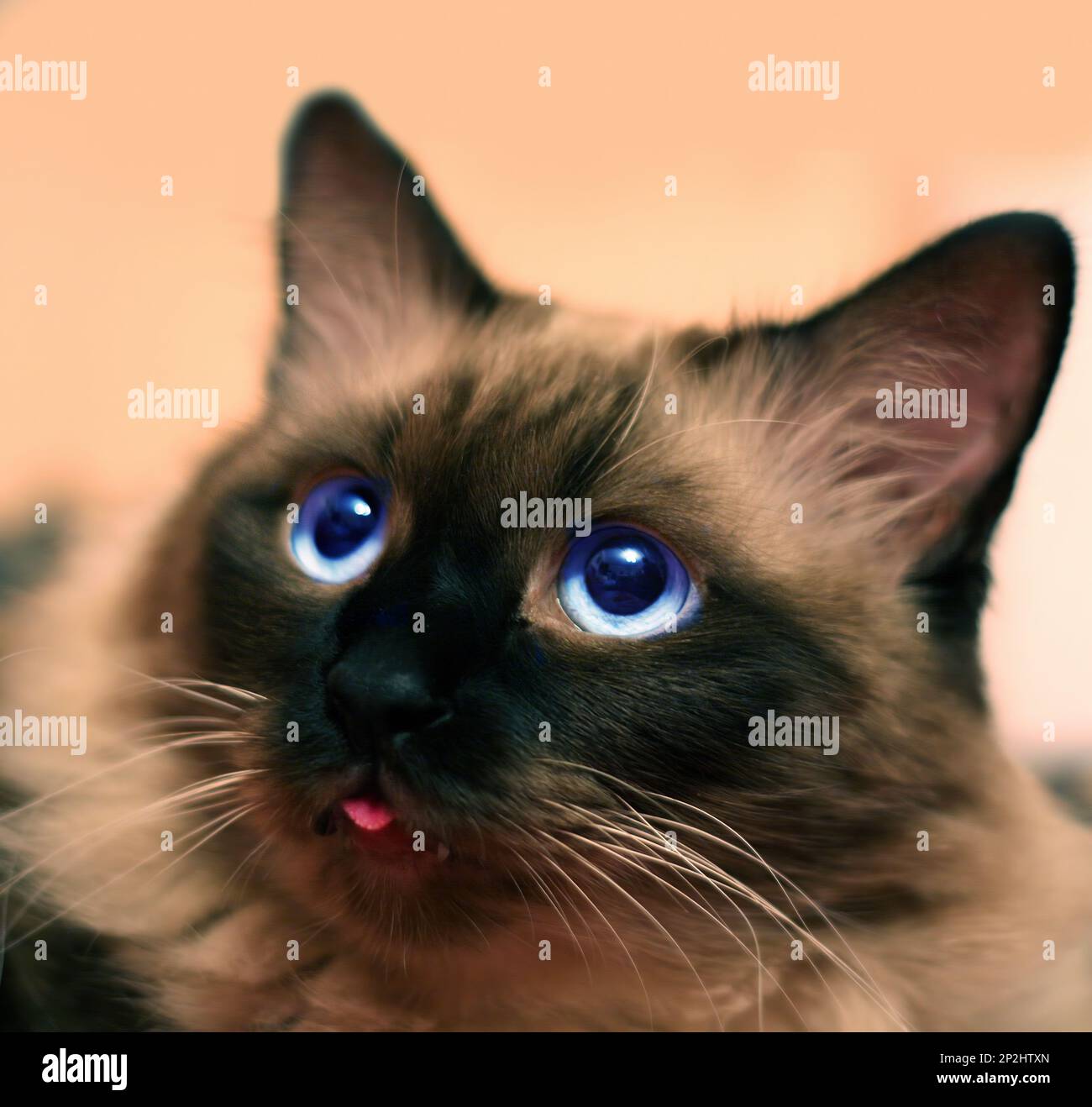 Birman cat, also called the "Sacred Cat of Burma" portrait Stock Photo ...