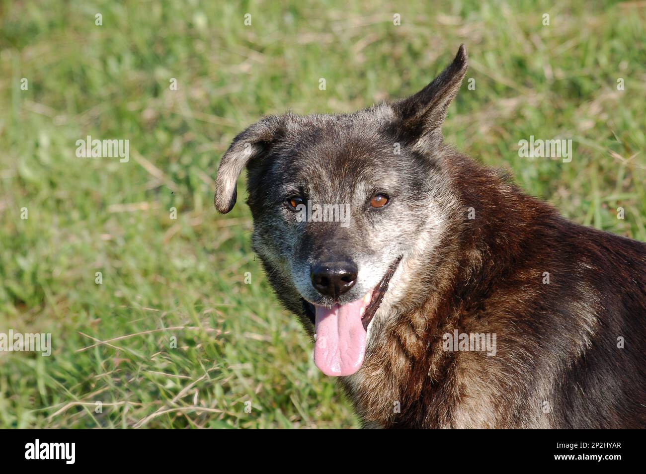 White german sheppard hi-res stock photography and images - Alamy