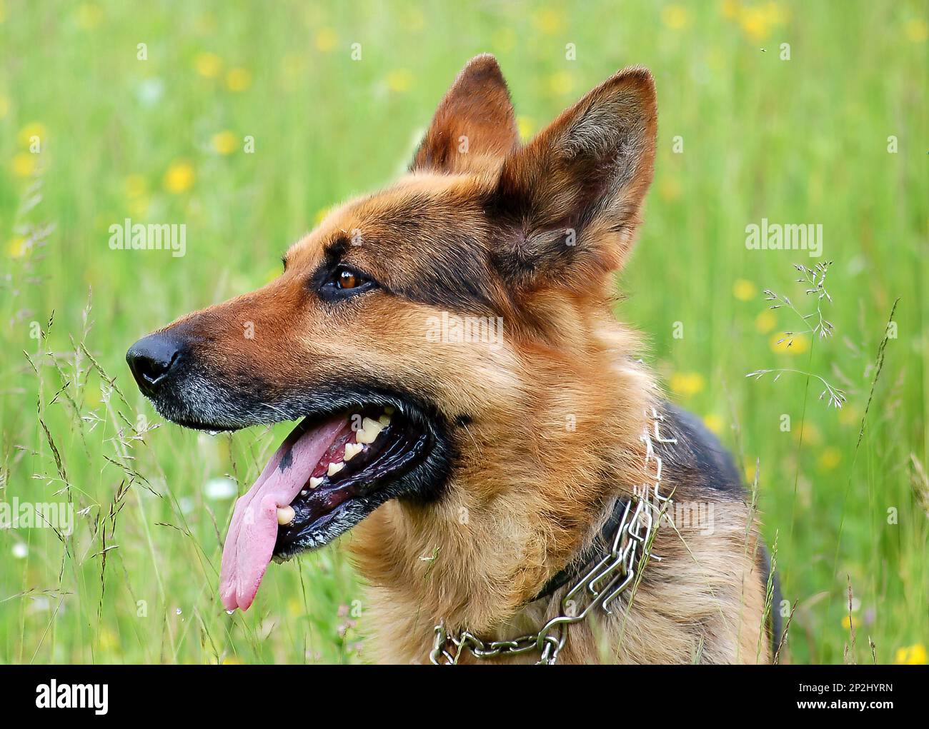 Male German Shepard portrait Stock Photo - Alamy
