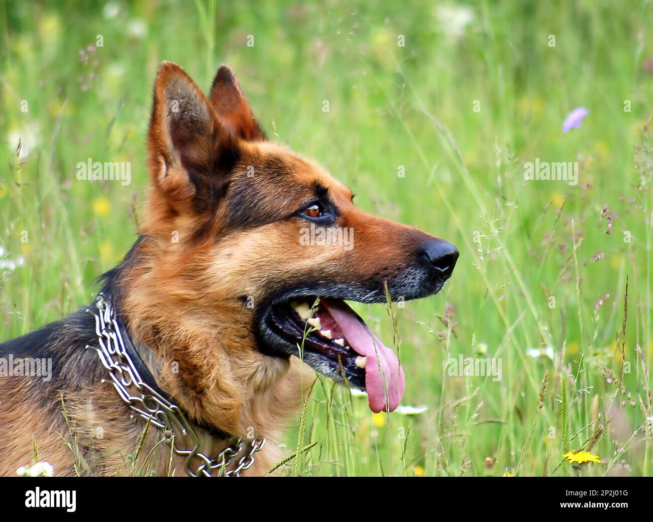 White german sheppard hi-res stock photography and images - Alamy