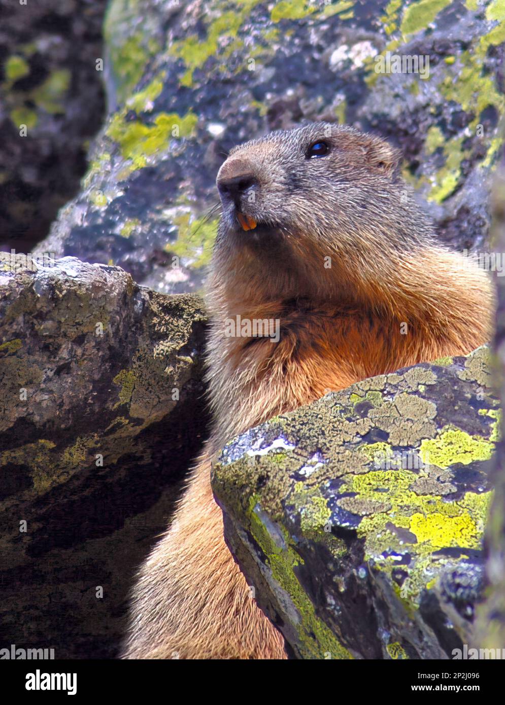 Alpine marmot (Marmota marmota) in summer Stock Photo - Alamy