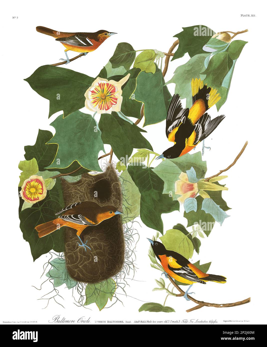 Oriole. Bird illustration from Birds of America by John James Audubon ...