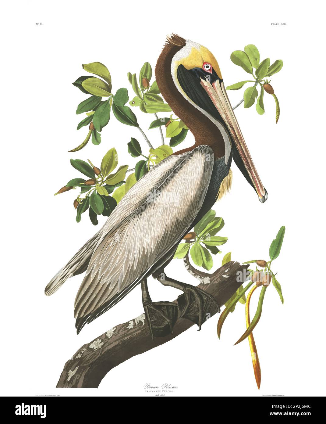 Pelican. Bird illustration from Birds of America by John James Audubon ...