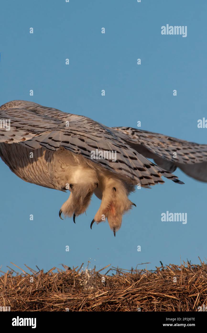 Owl flight feather detail hi-res stock photography and images - Alamy