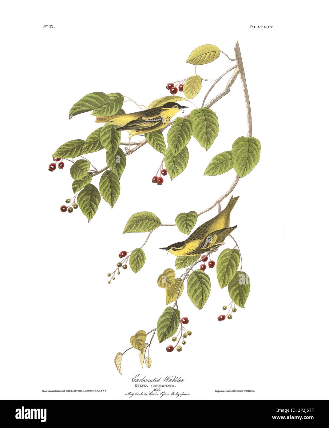 Warbler. Bird illustration from Birds of America by John James Audubon ...
