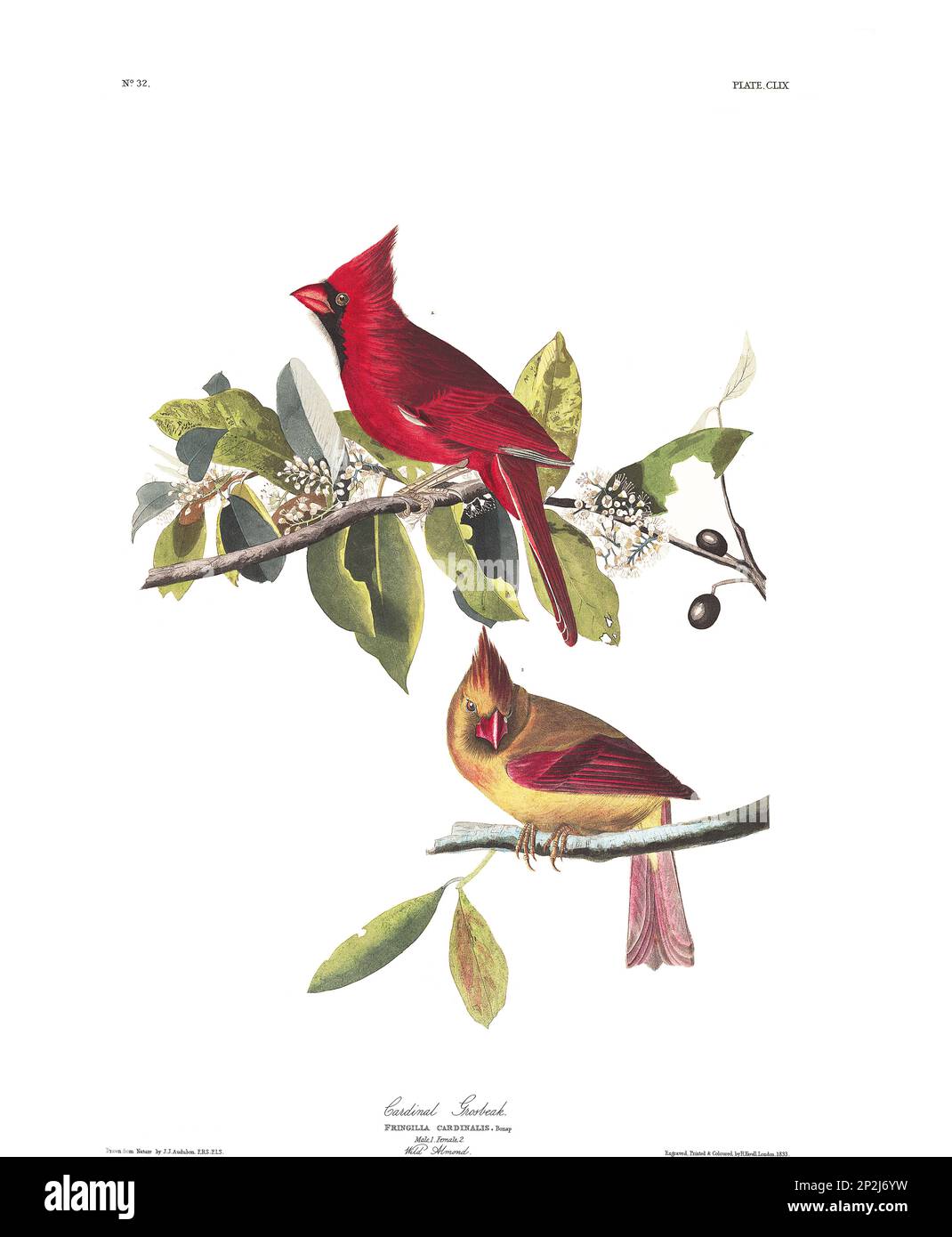 Cardinal Nest Drawing