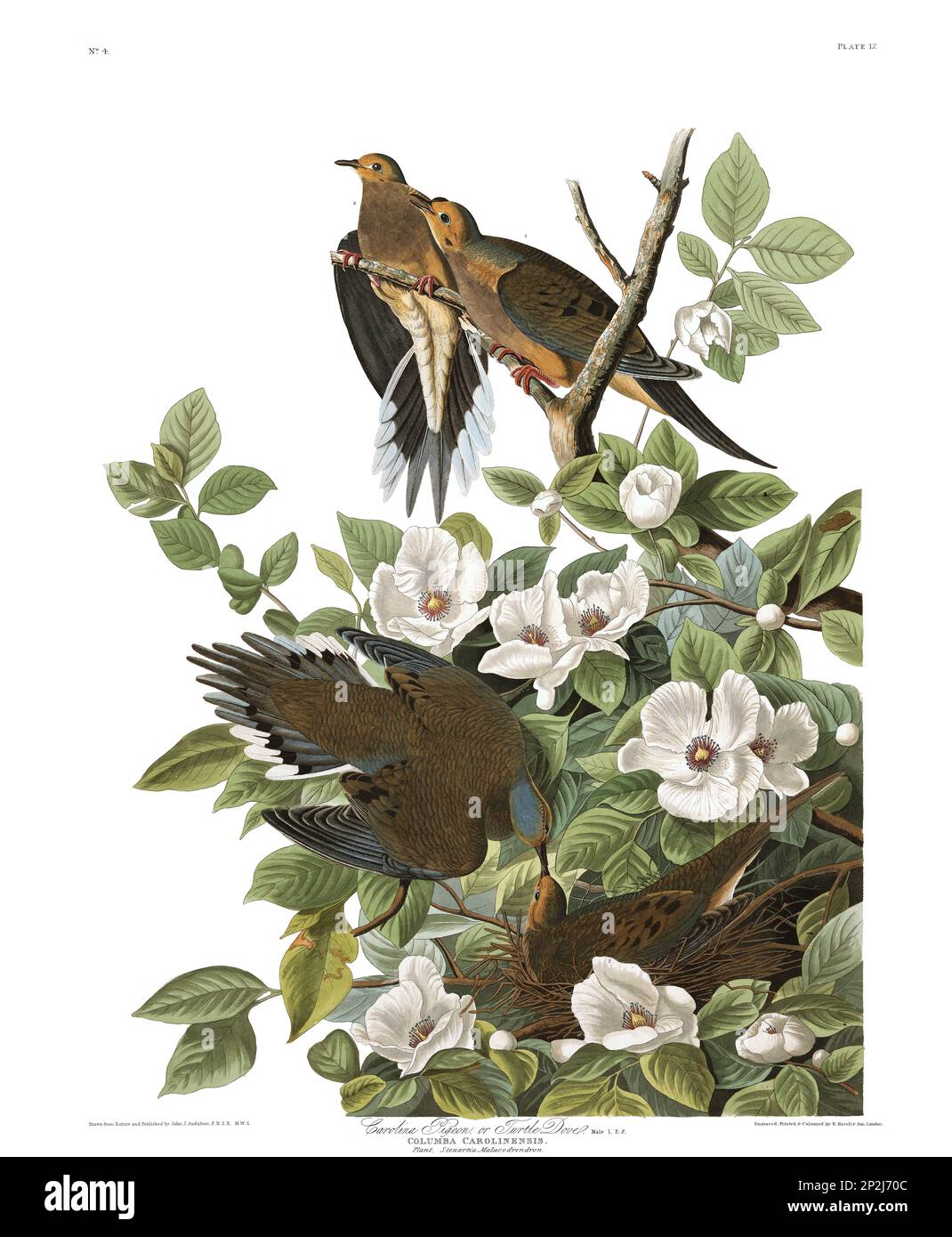 Carolina pigeon. Bird illustration from Birds of America by John James ...