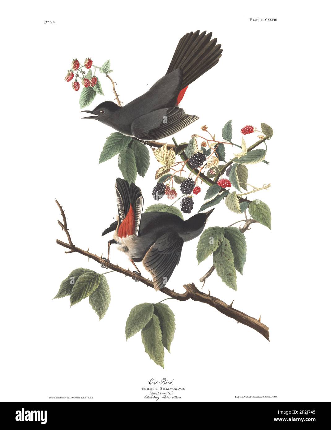 Cat bird. Bird illustration from Birds of America by John James Audubon ...