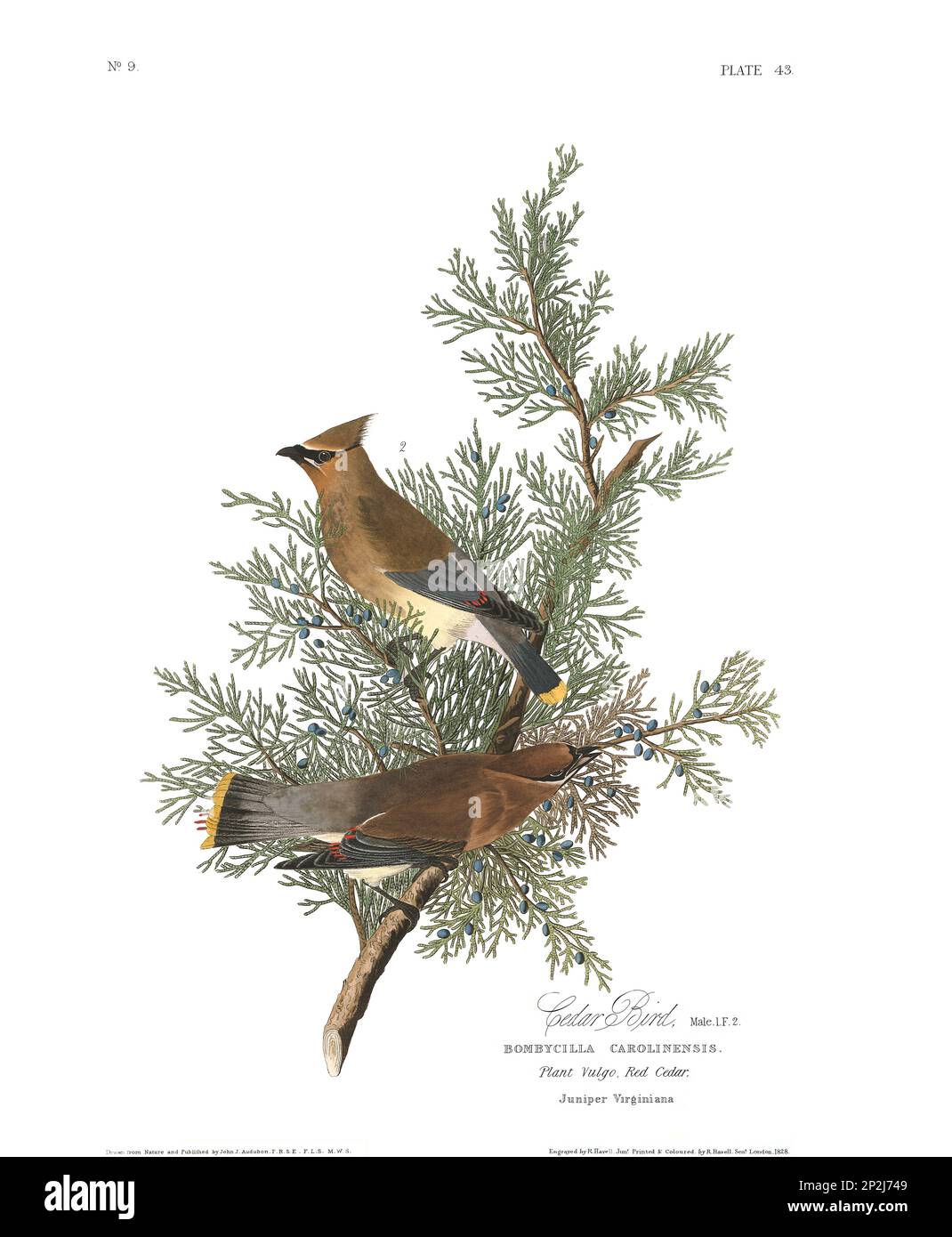 Cedar bird. Bird illustration from Birds of America by John James ...