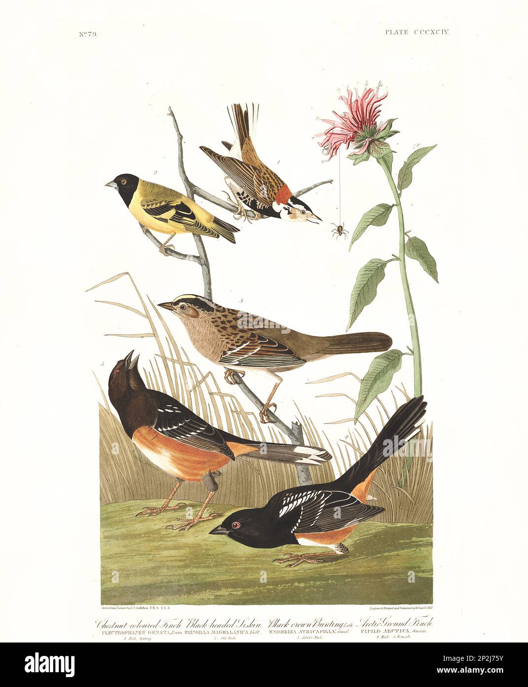Chestnut-coloured finch. Bird illustration from Birds of America by ...