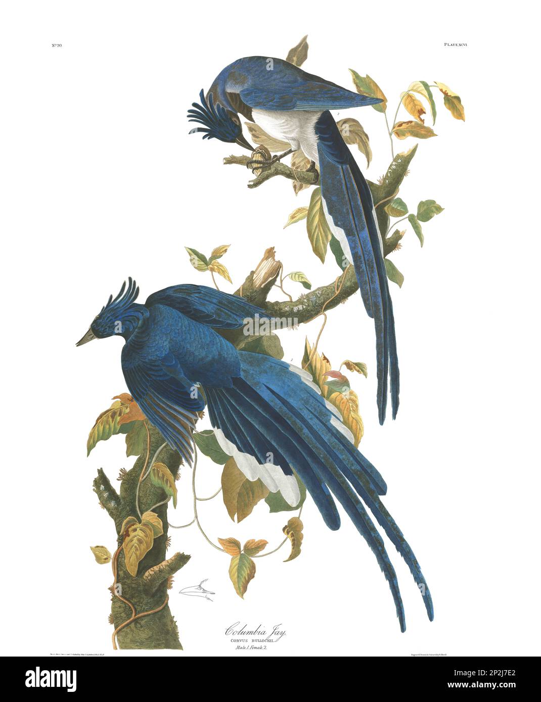 Jay bird illustration hi-res stock photography and images - Alamy