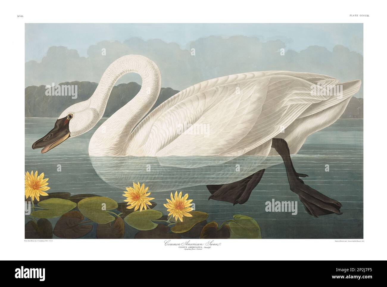 Swan. Bird illustration from Birds of America by John James Audubon ...