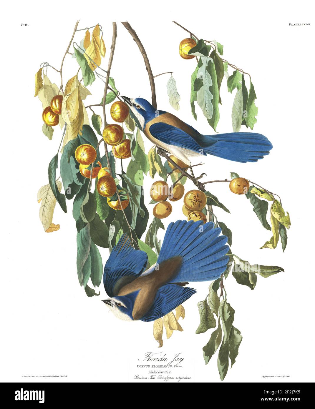 Florida-jay. Bird illustration from Birds of America by John James ...