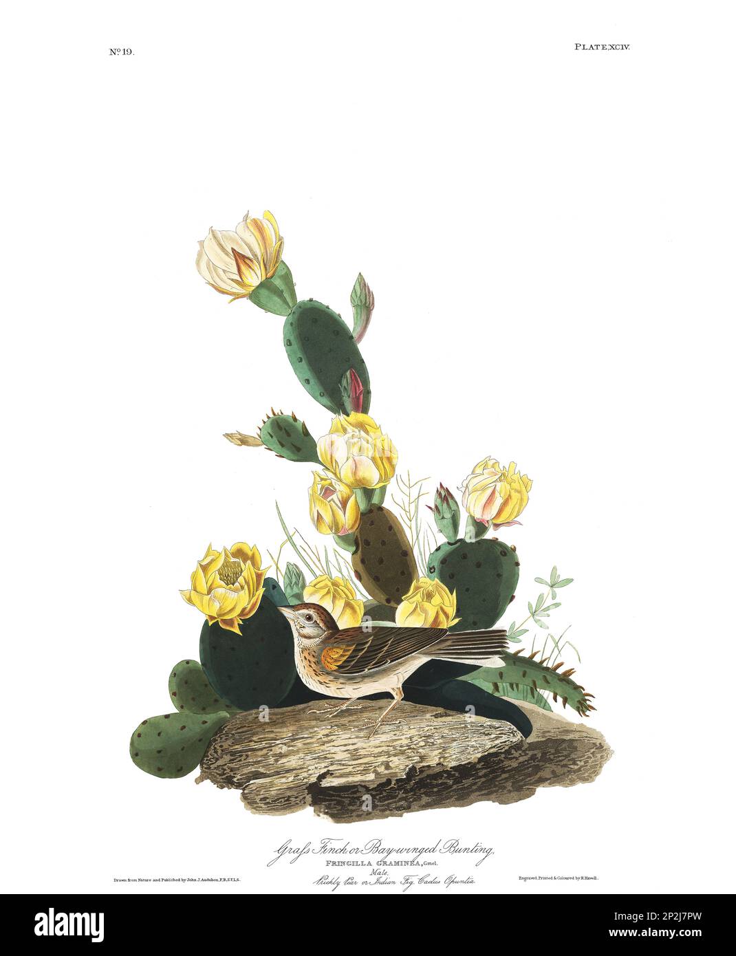 Grass Finch. Bird illustration from Birds of America by John James ...