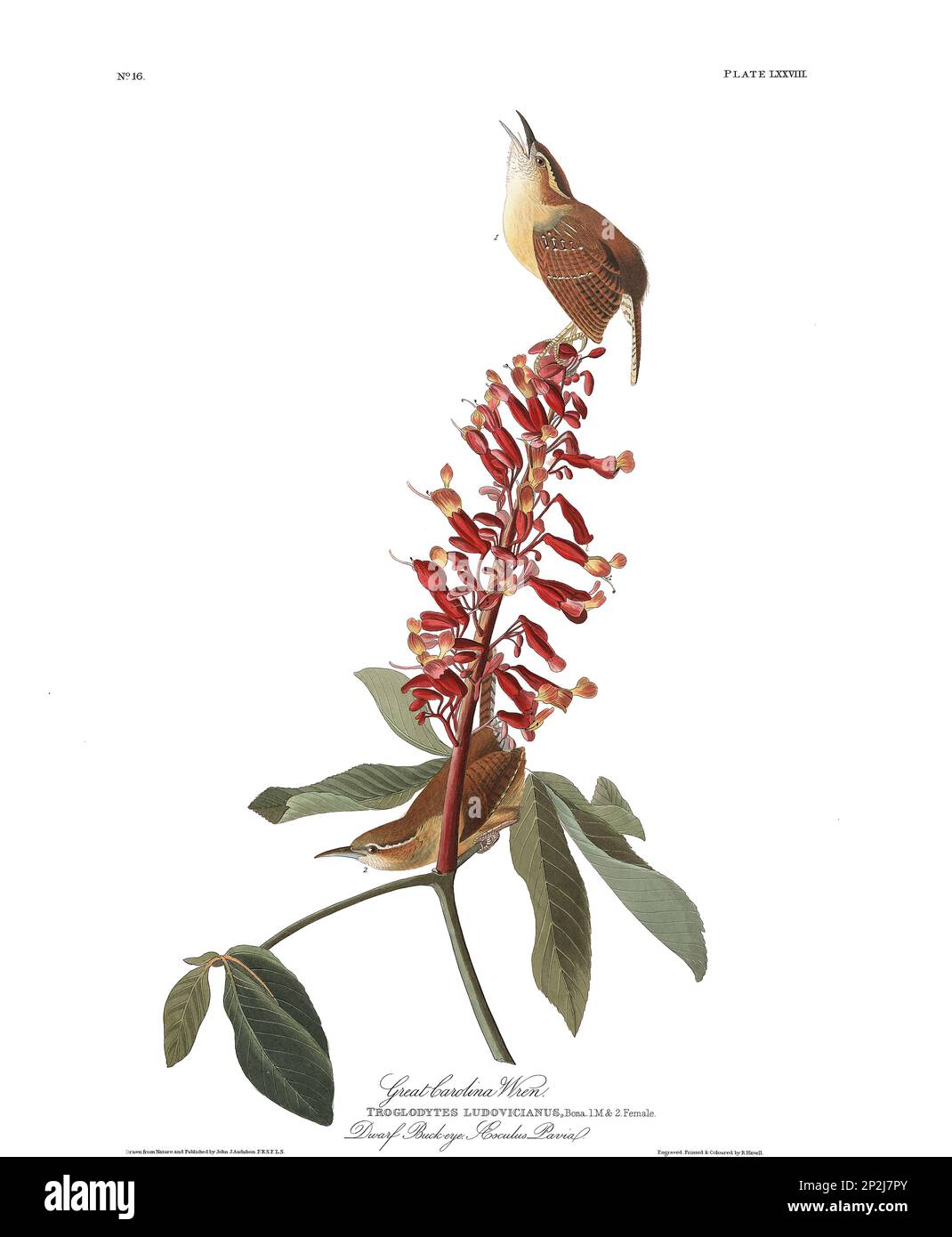 Wren. Bird illustration from Birds of America by John James Audubon ...