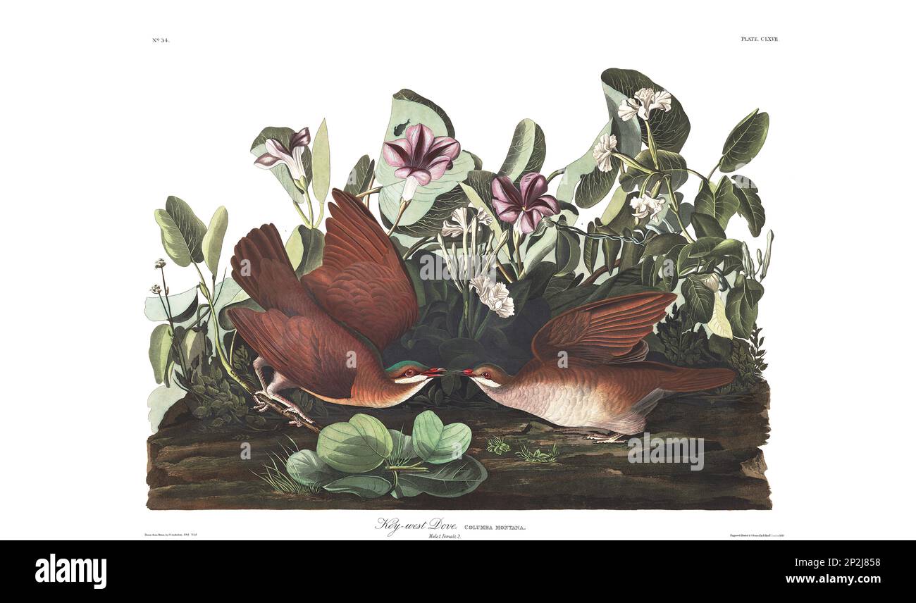 Key west dove. Bird illustration from Birds of America by John James ...