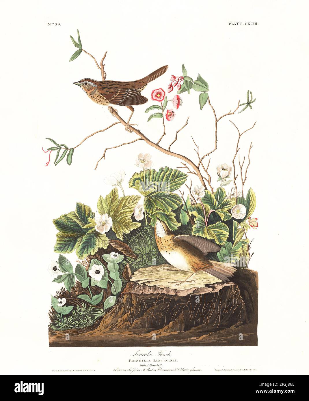 Lincoln finch. Bird illustration from Birds of America by John James ...
