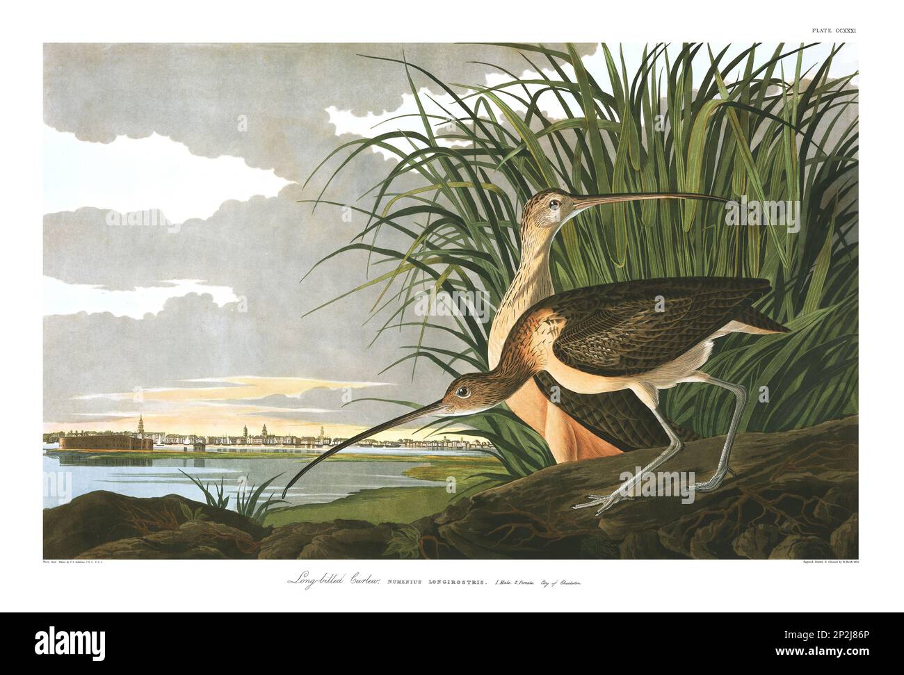 Long billed curlew. Bird illustration from Birds of America by John ...
