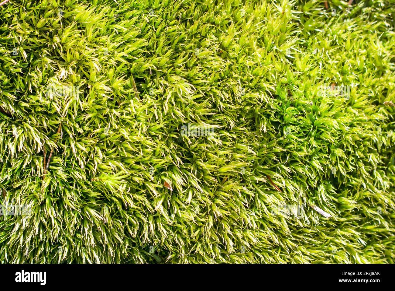 abstract green forest moss background lit by the sun, top view Stock ...