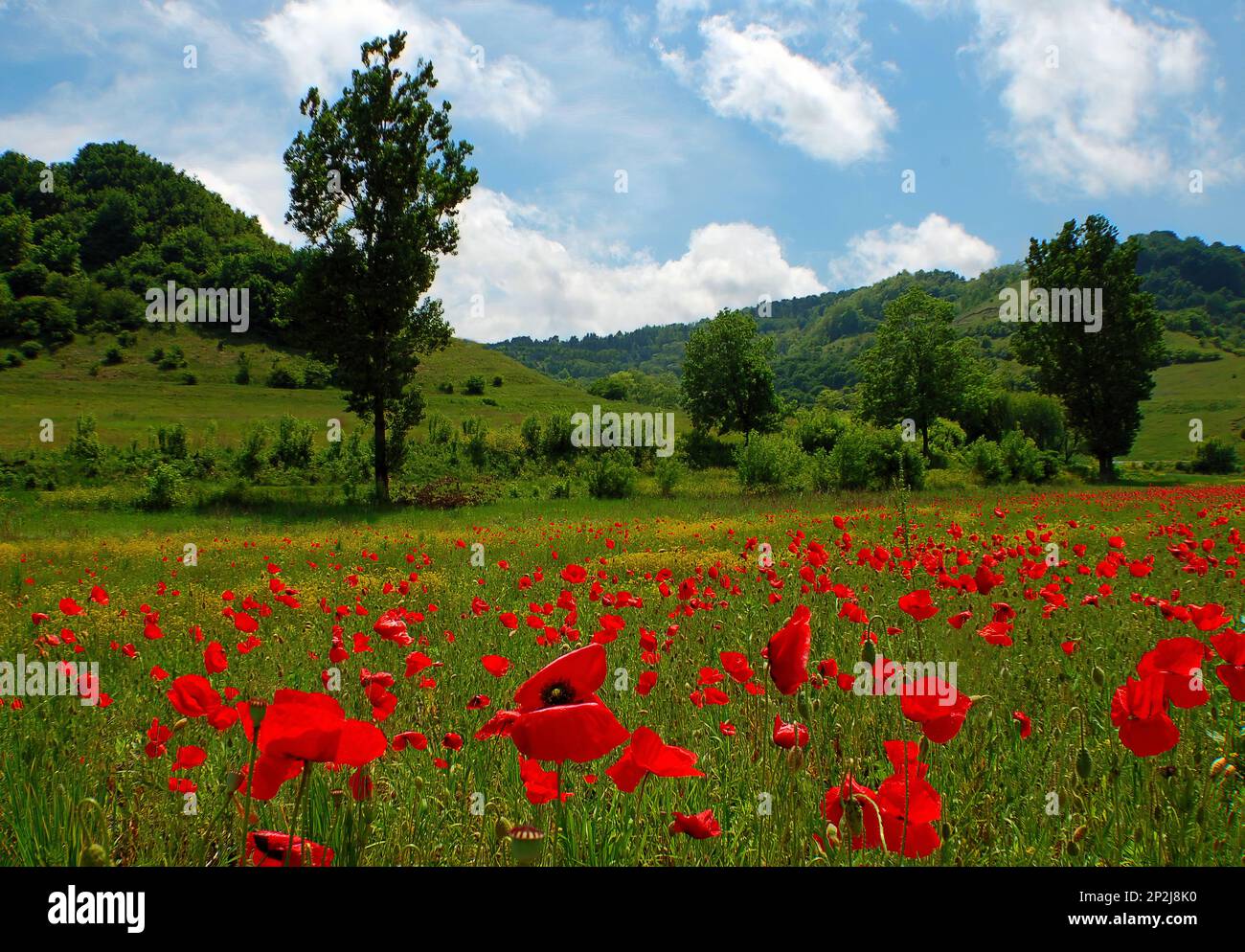 Field of poppy in Romania countryside Stock Photo - Alamy
