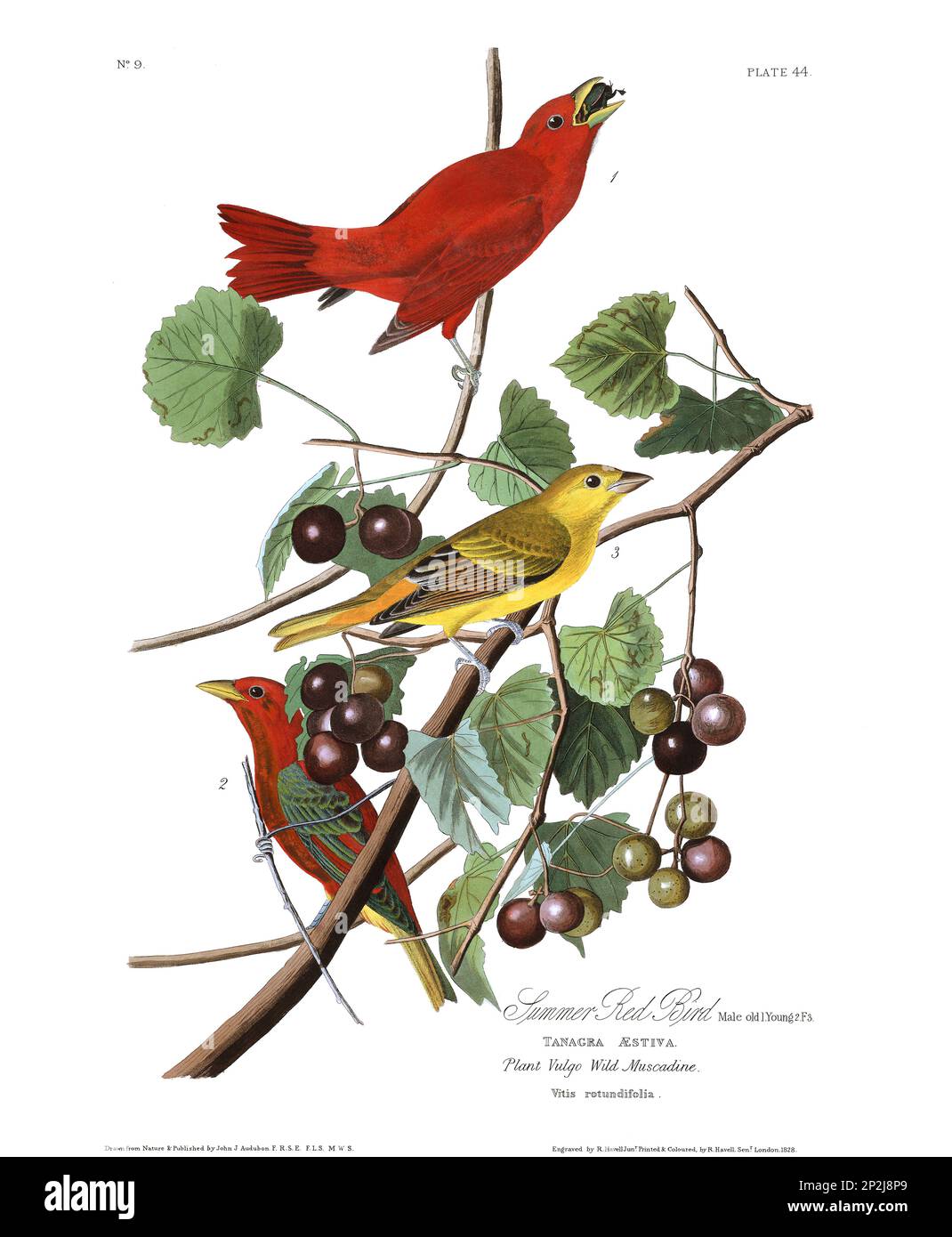 Summer red bird. Bird illustration from Birds of America by John James ...