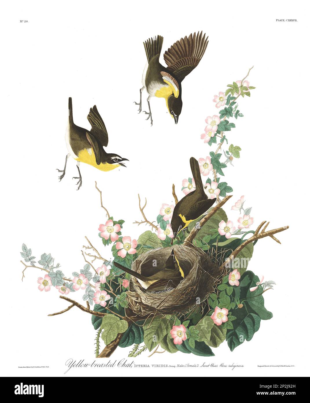 Yellow-breasted-chat .Bird illustration from Birds of America by John ...