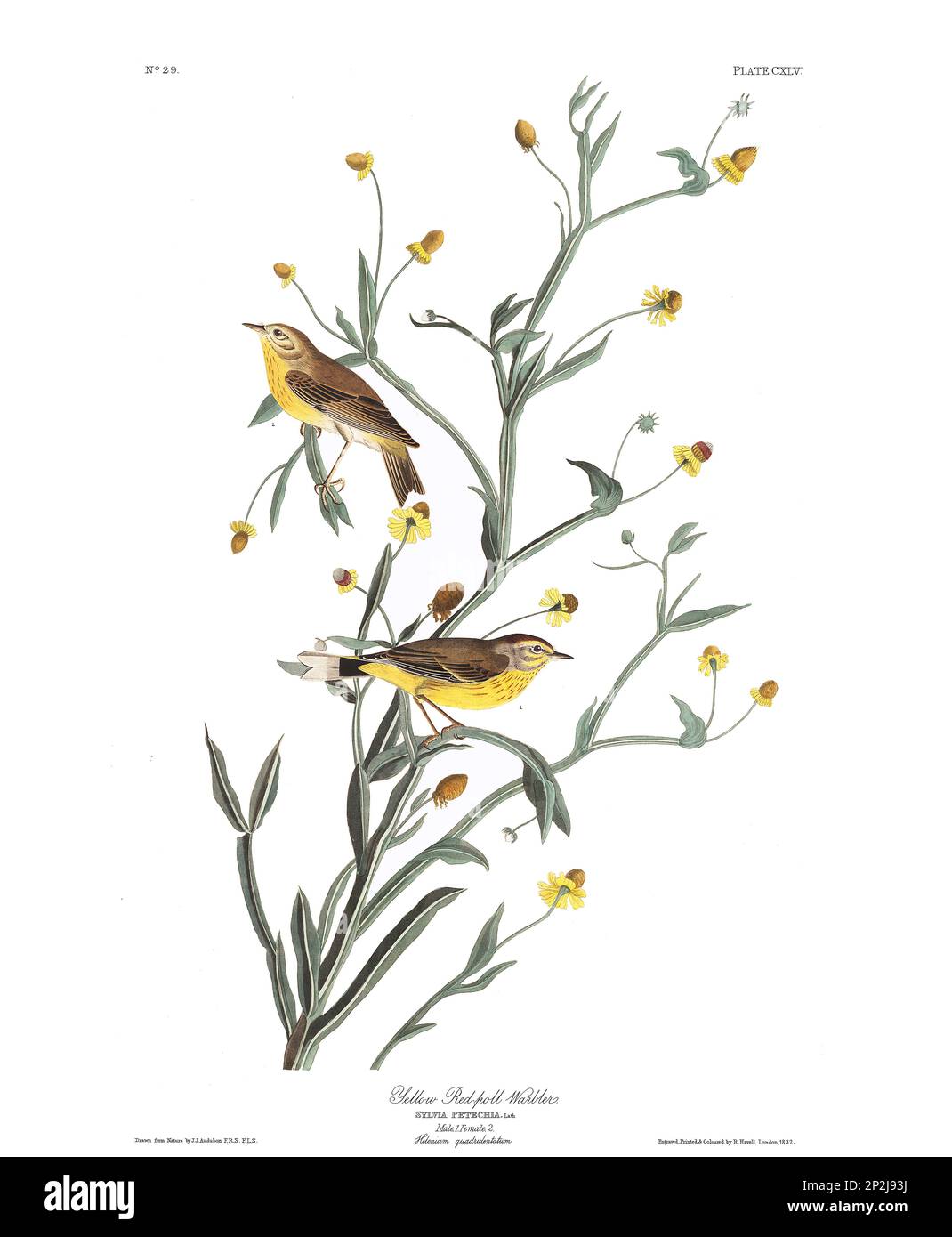 James audubon red hi-res stock photography and images - Alamy