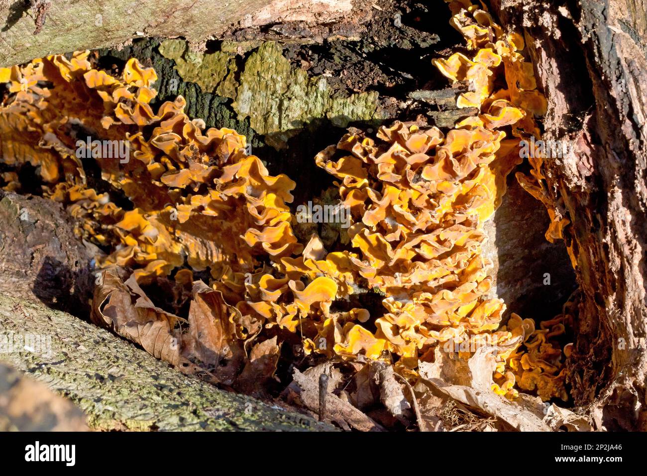 British mycology history hi-res stock photography and images - Alamy