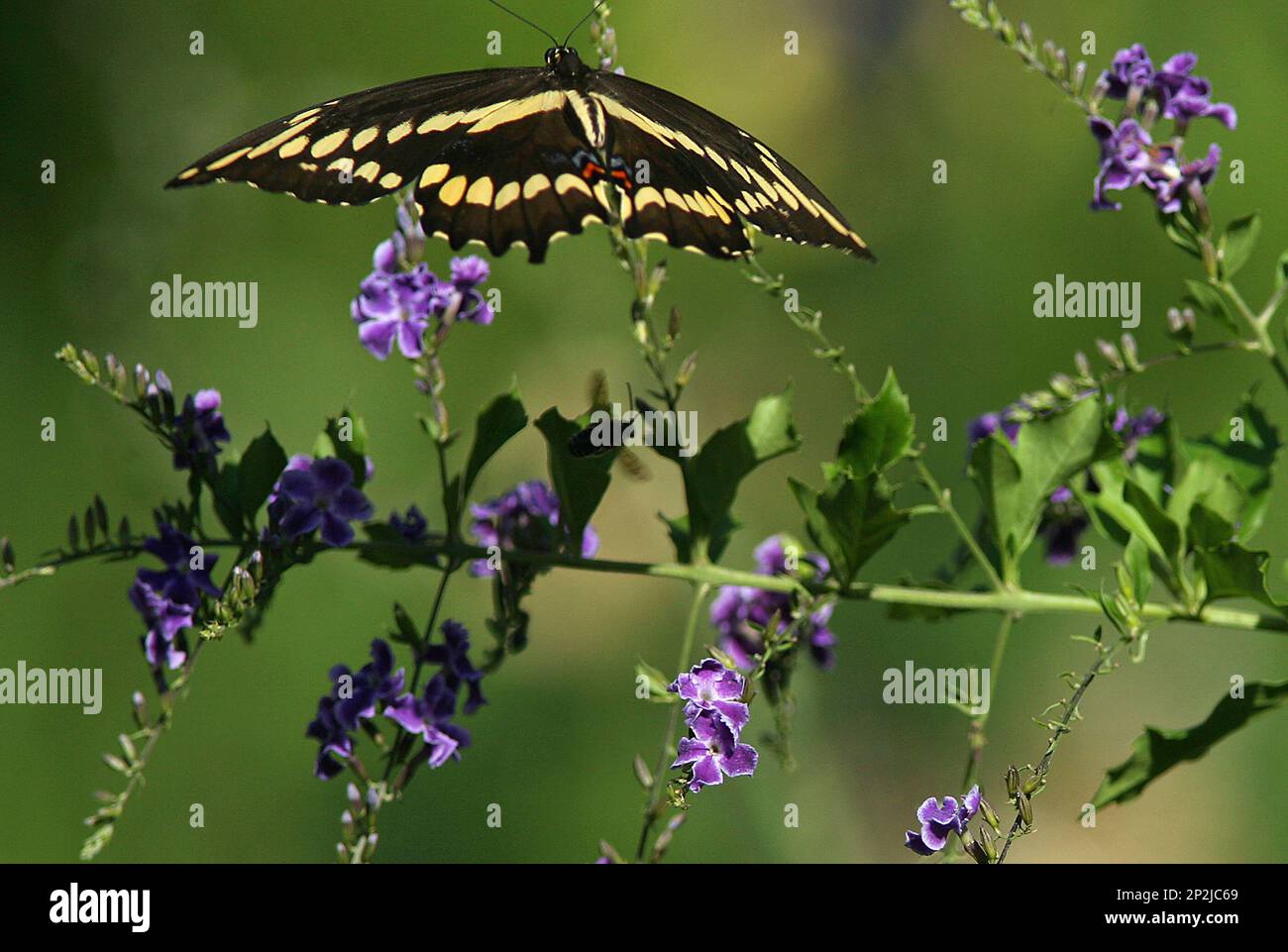 A giant swallowtail at the newly enlarged butterfly garden at the ...
