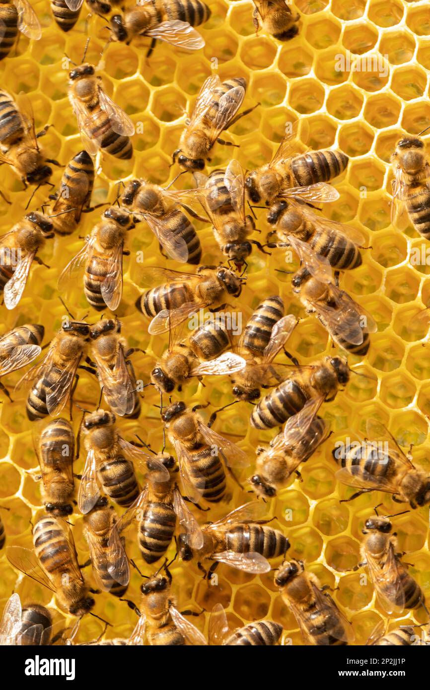 Many bees on combs, insects move while working in an apiary with honey ...